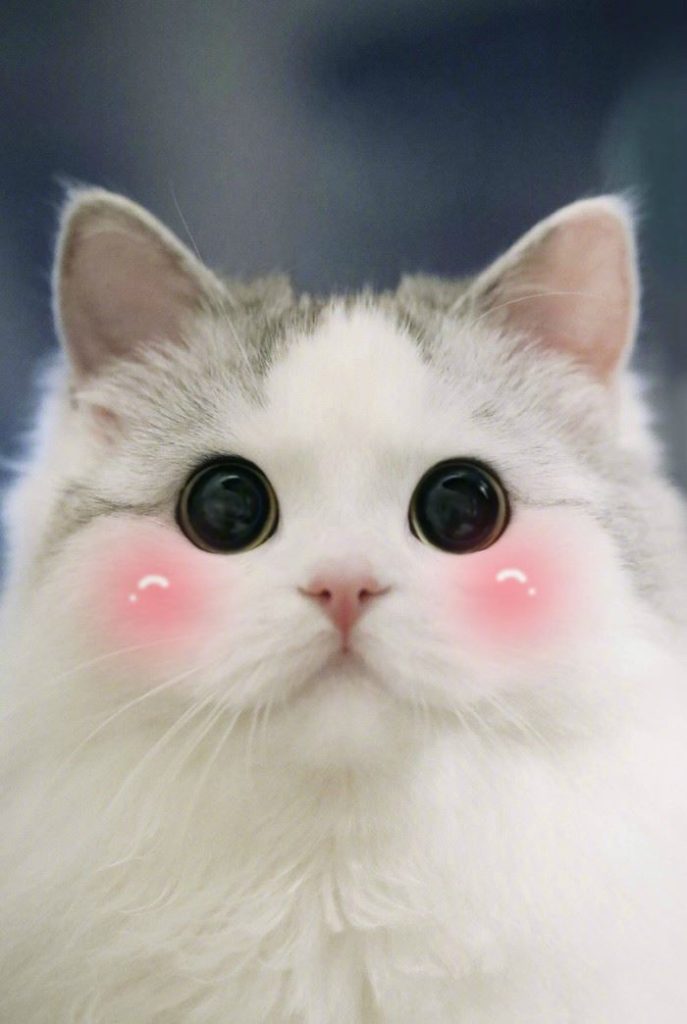 10 hình ảnh mèo cute đáng yêu nhất mà bạn chưa nhìn thấy ???? Click ngay!